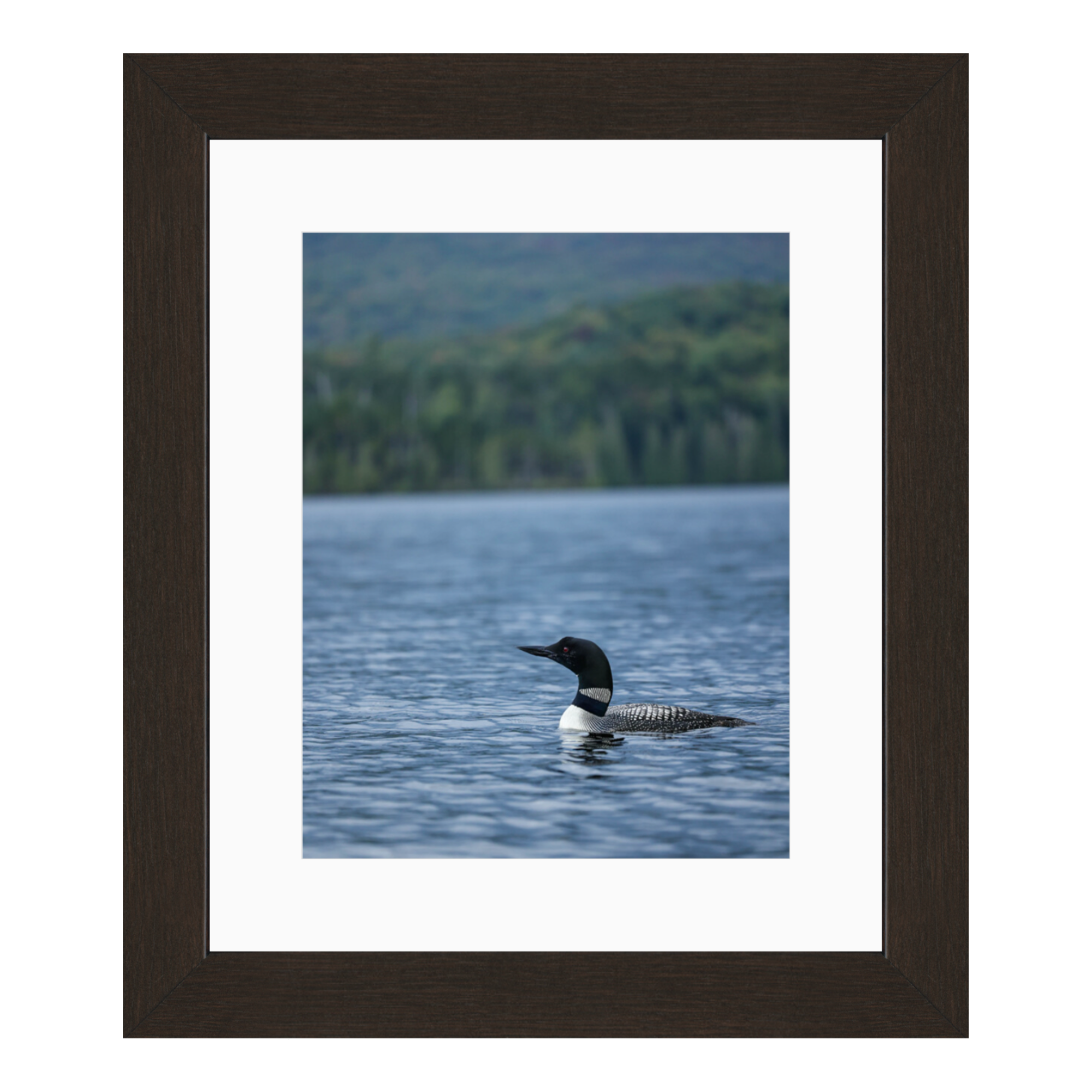 Adirondack Loon | Premium Fine Art Print – Pure Adirondacks