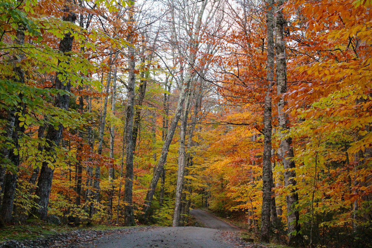 Adirondack Hiking | Indian Head Vista & Fish Hawk Cliffs – Pure Adirondacks